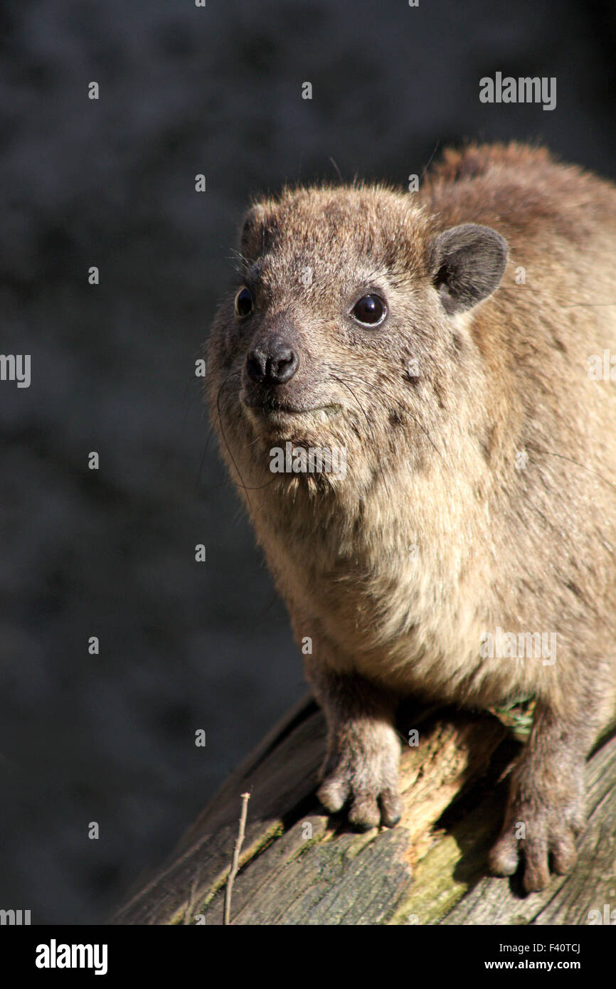 Hyrax rock hi-res stock photography and images - Alamy