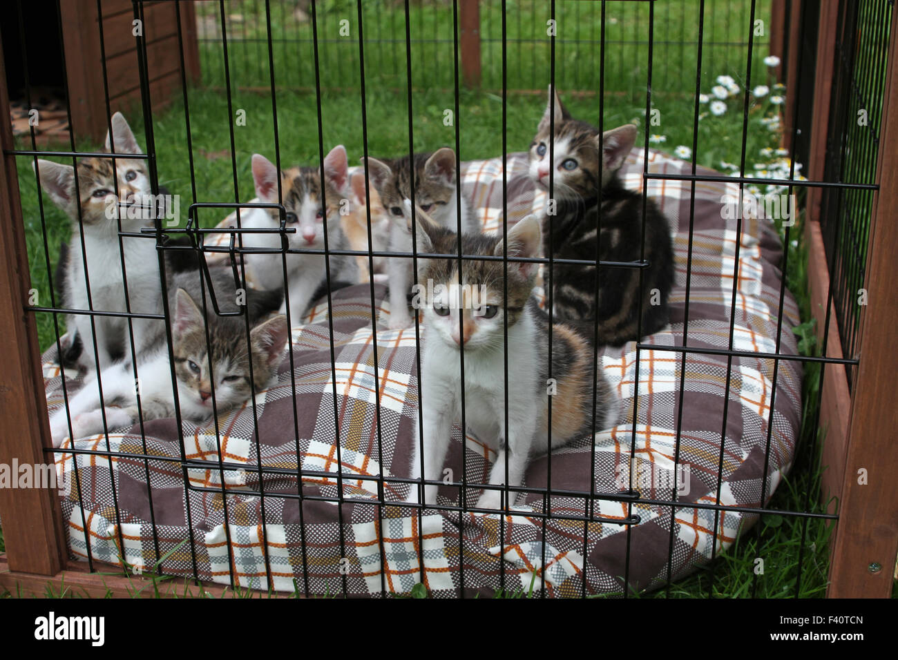 Kittens outdoor hi-res stock photography and images - Alamy