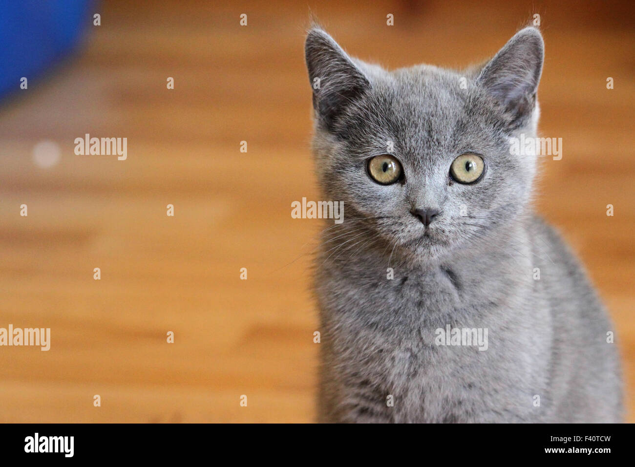 Chartreux cat hi-res stock photography and images - Alamy