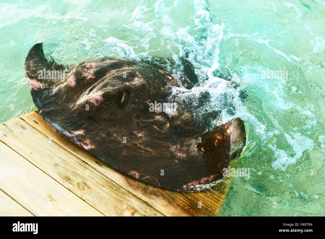 Feeding stingray hi-res stock photography and images - Alamy