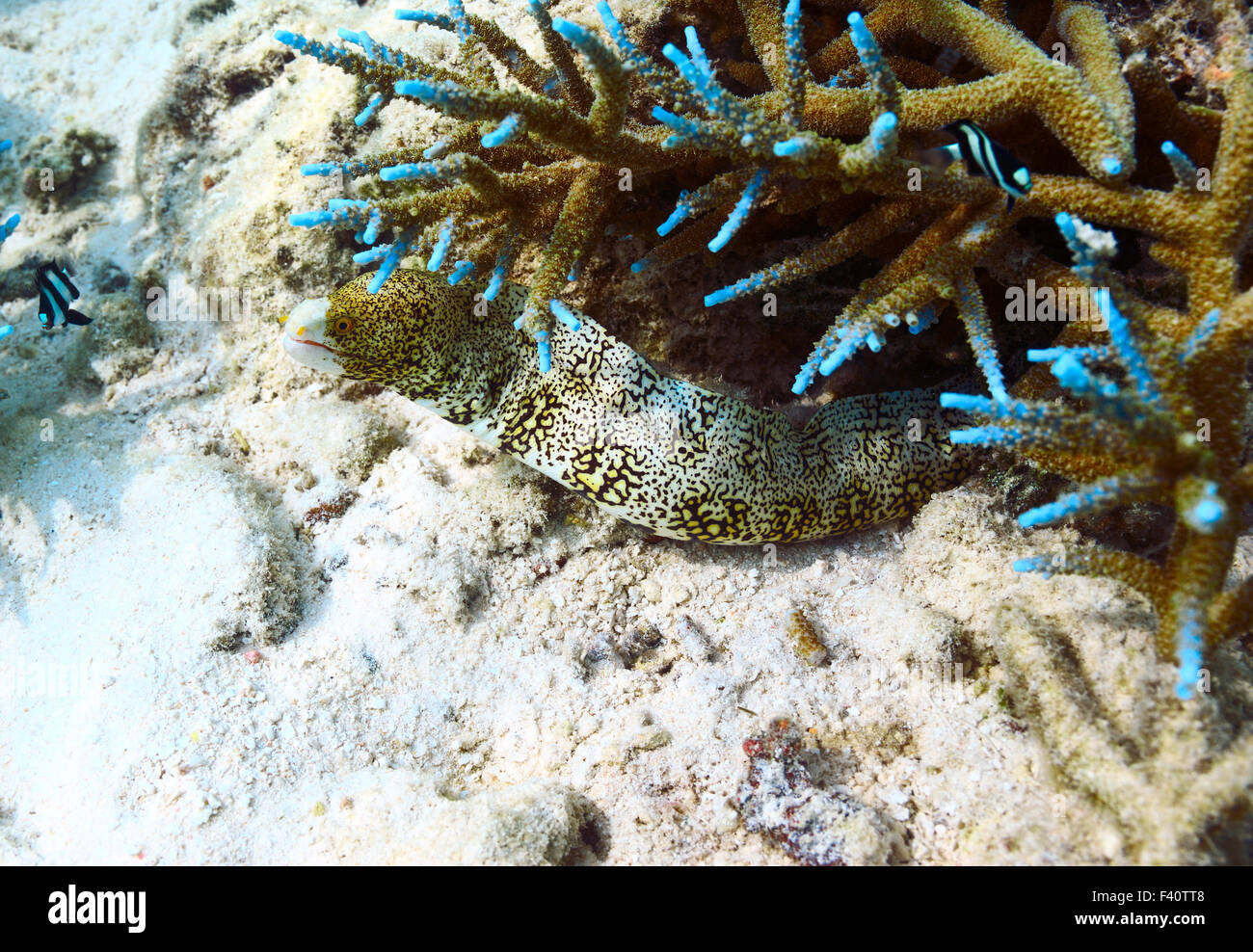 Moray eel fish hiding in coral reef Stock Photo - Alamy