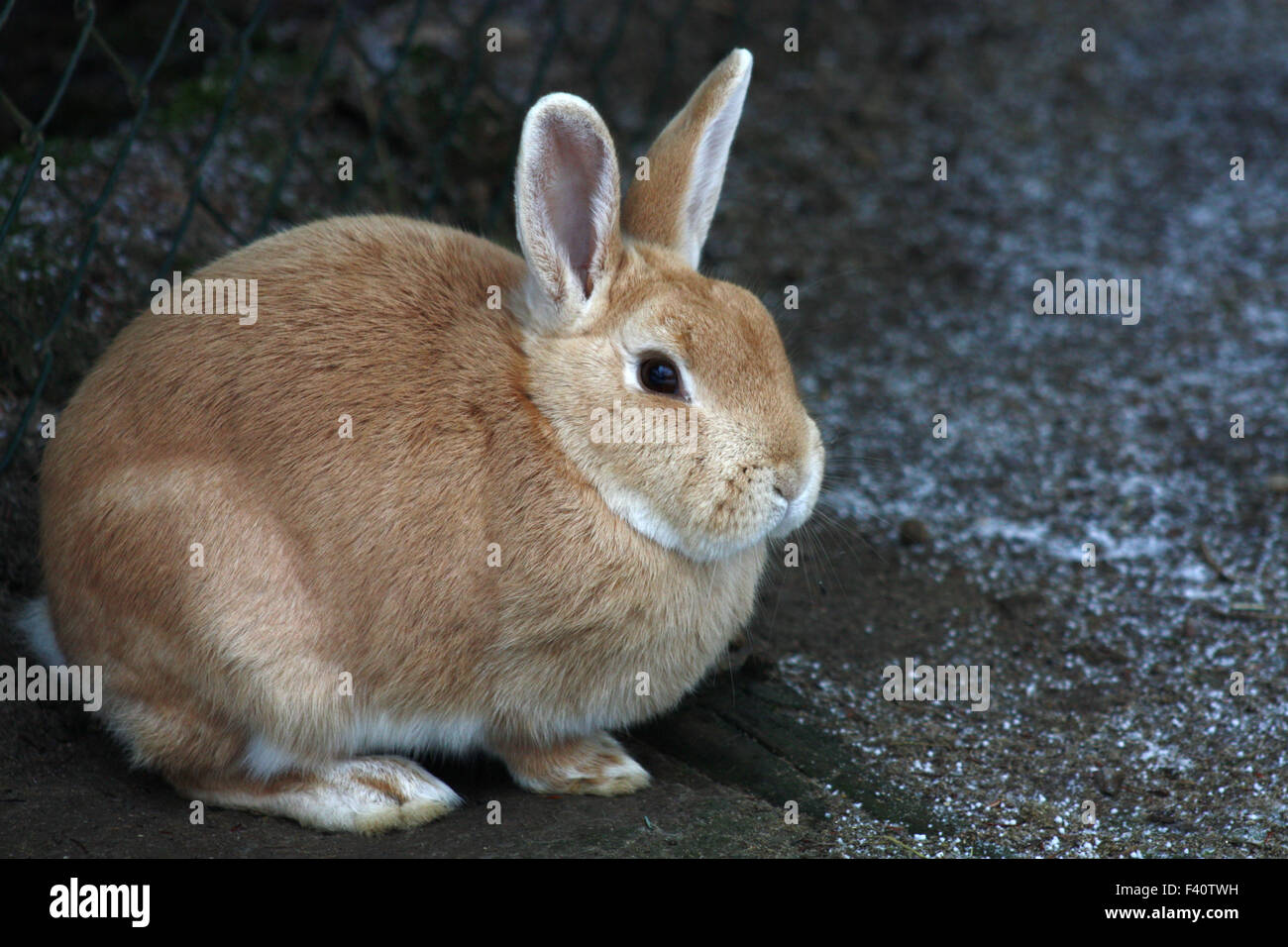 Mummelmann hi-res stock photography and images - Alamy