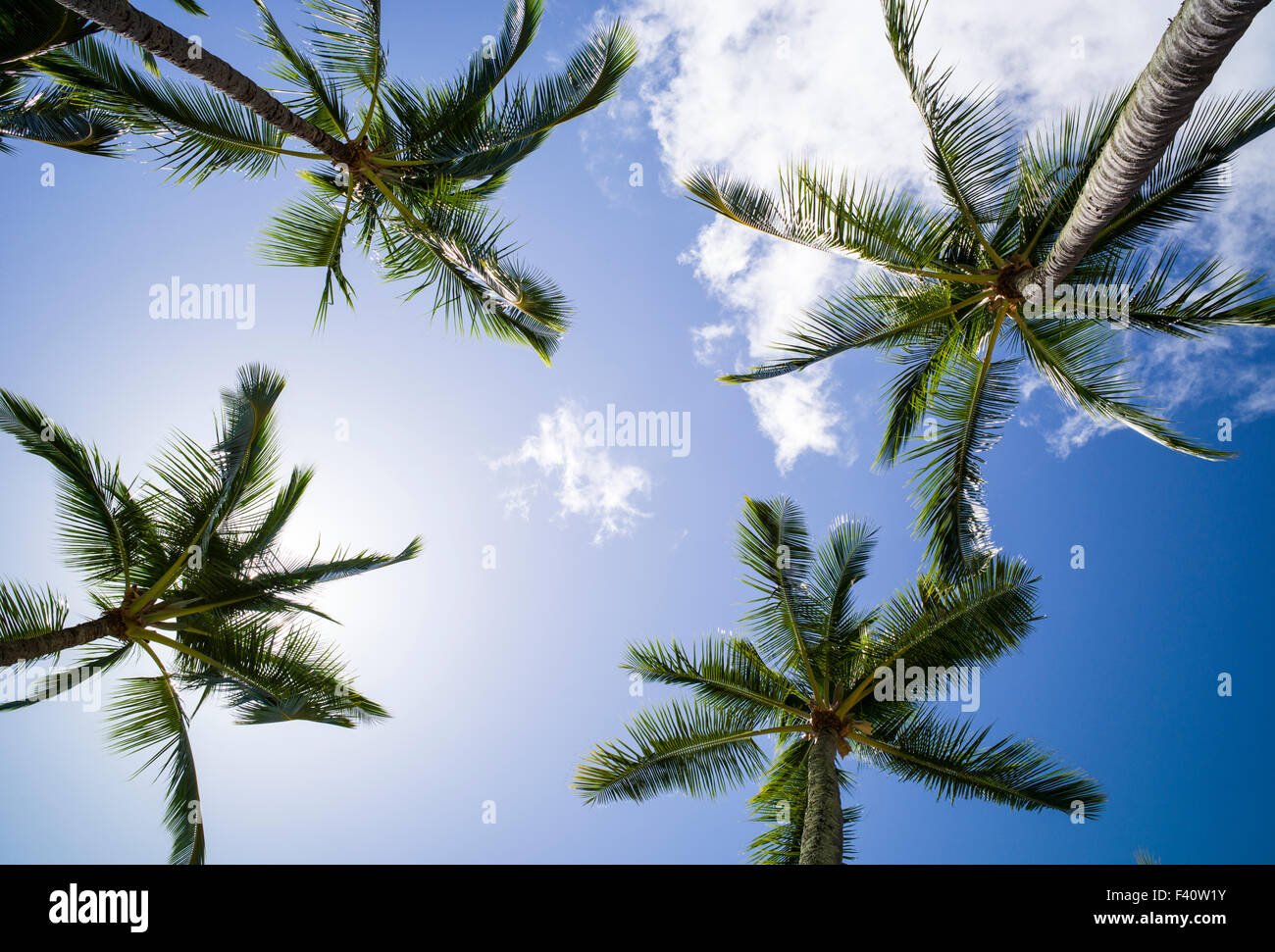 Graphic upward view of Palm Trees, Kaua’i Marriott Resort; Kalapaki Bay ...
