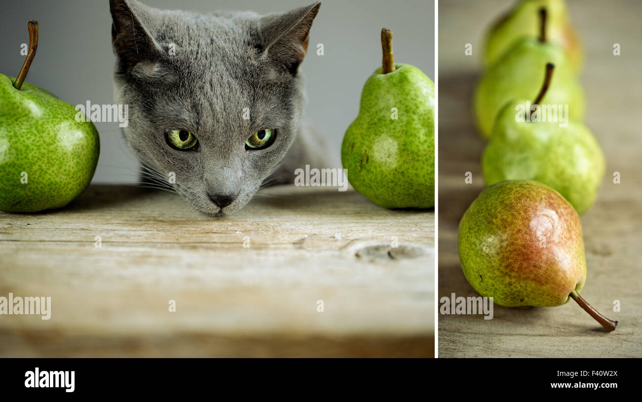 Cat and Pears Stock Photo - Alamy