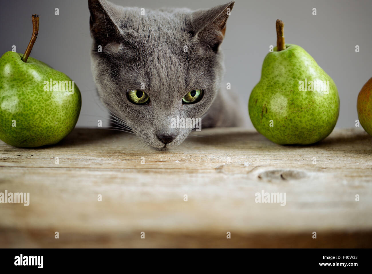 Cat and Pears Stock Photo - Alamy