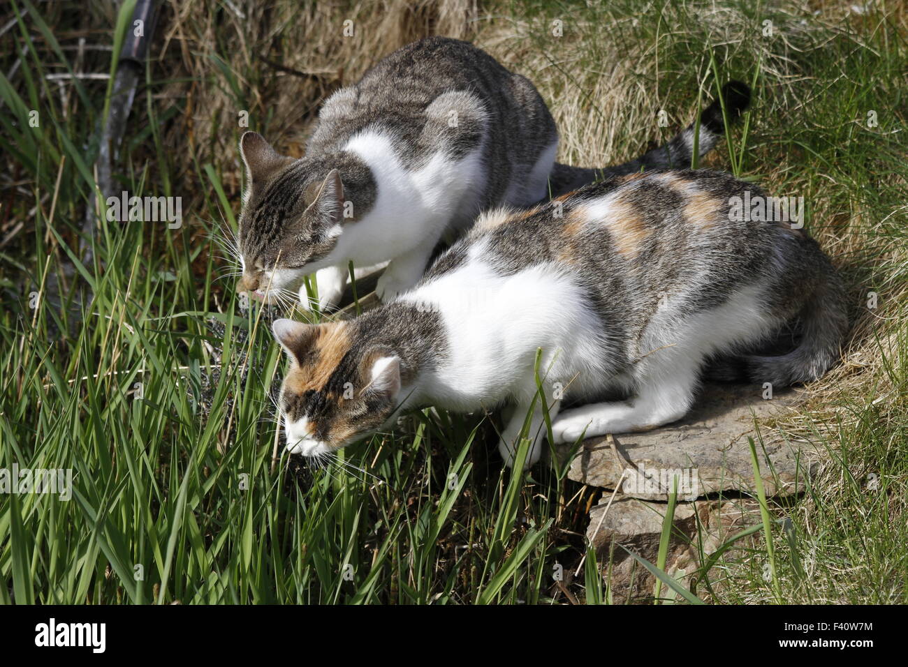 Gluckskatze katze hi-res stock photography and images - Alamy