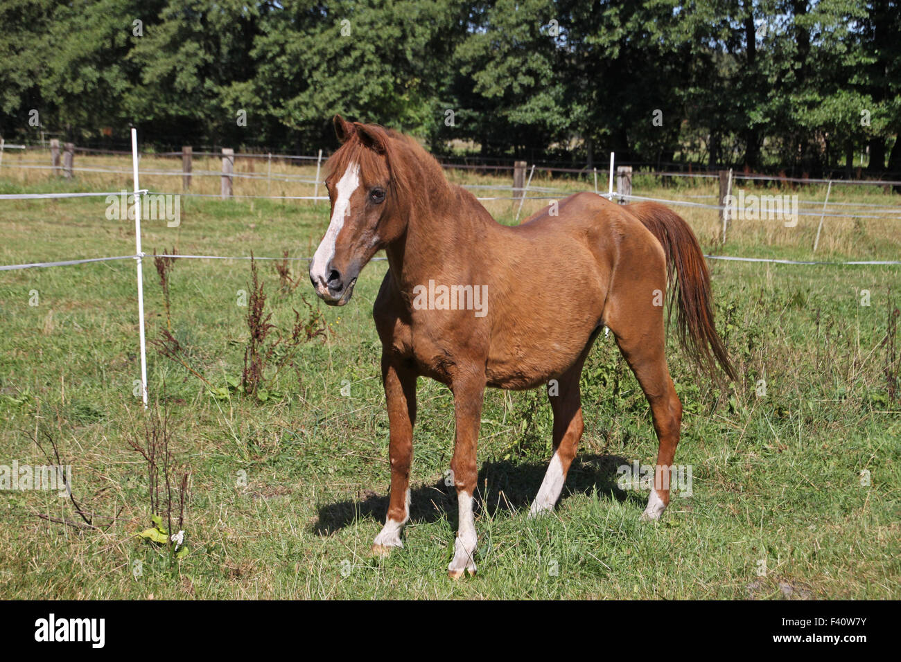 old Arabian horse Stock Photo - Alamy