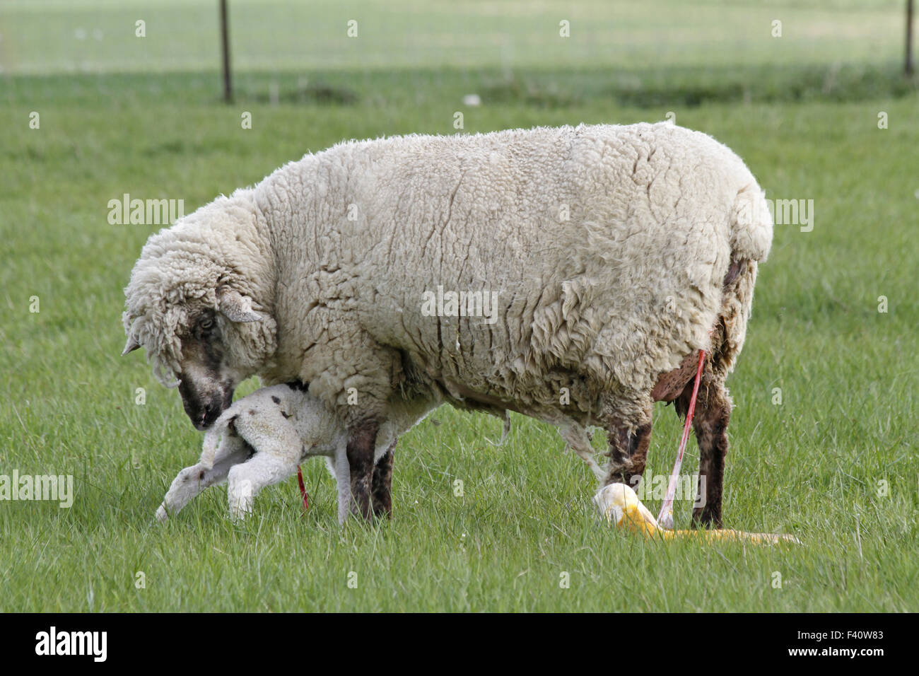 birth of a lamb Stock Photo - Alamy
