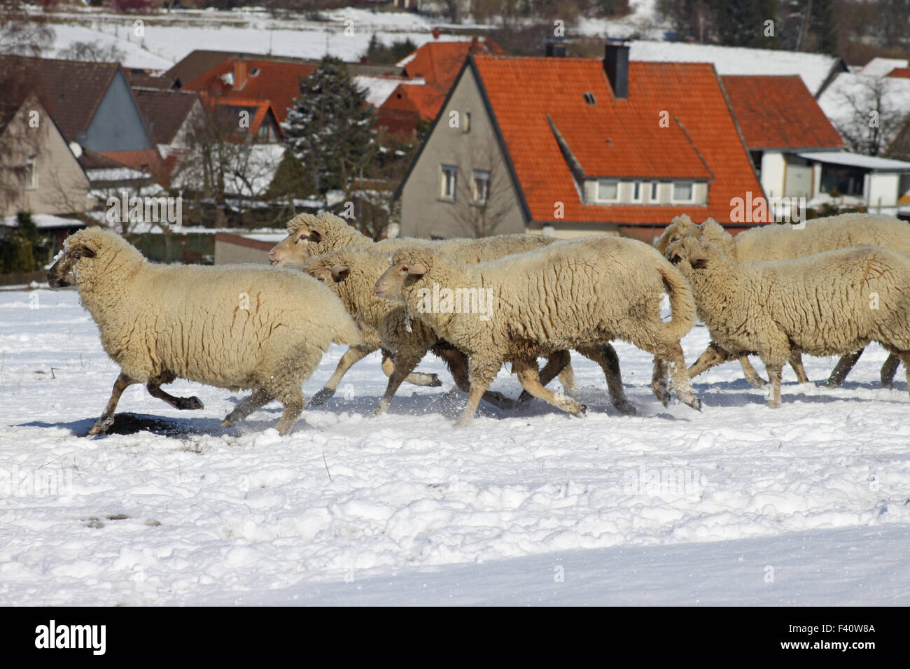 Running of the sheep hi-res stock photography and images - Alamy