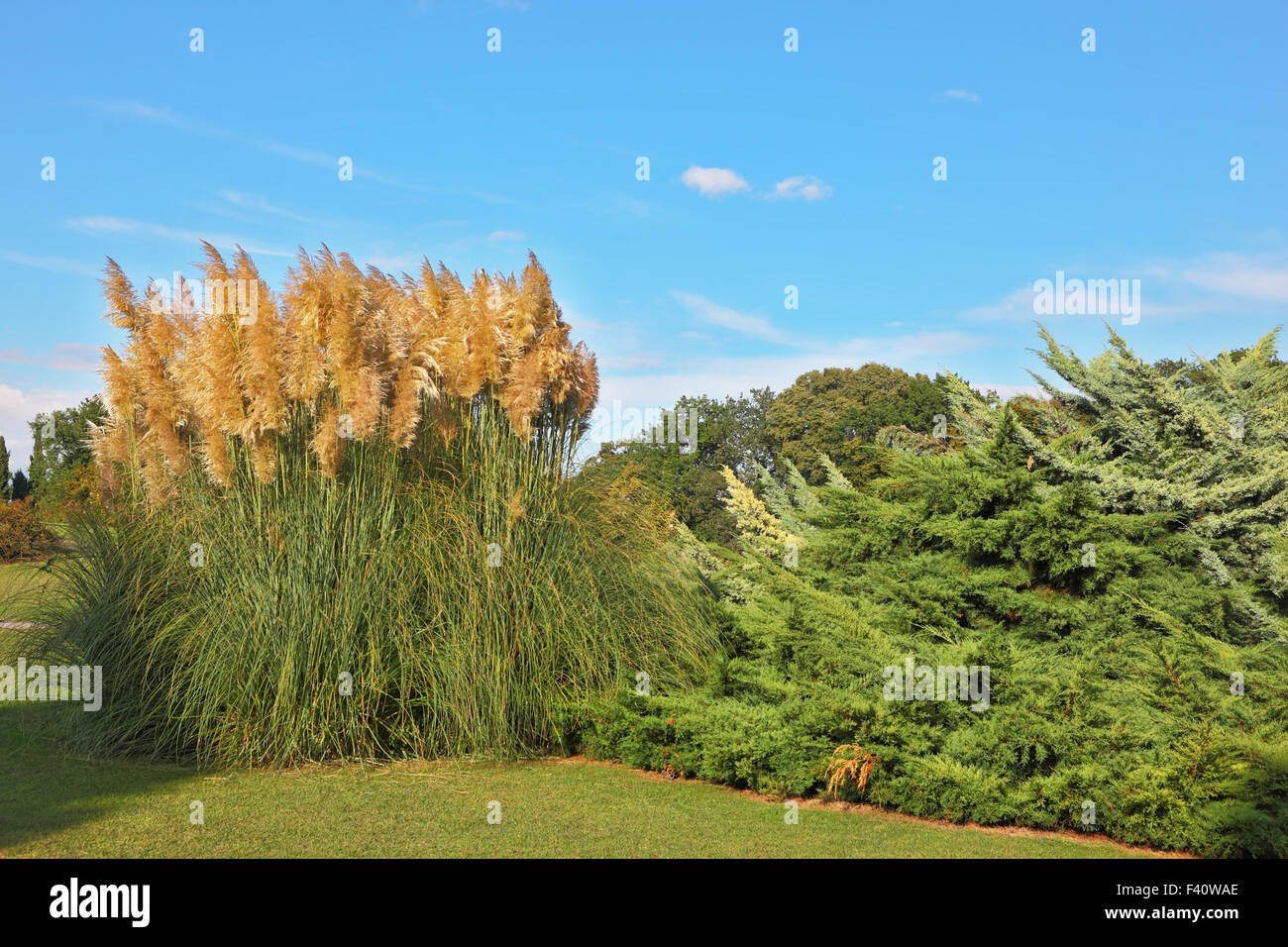 Bright shrubs hi-res stock photography and images - Alamy