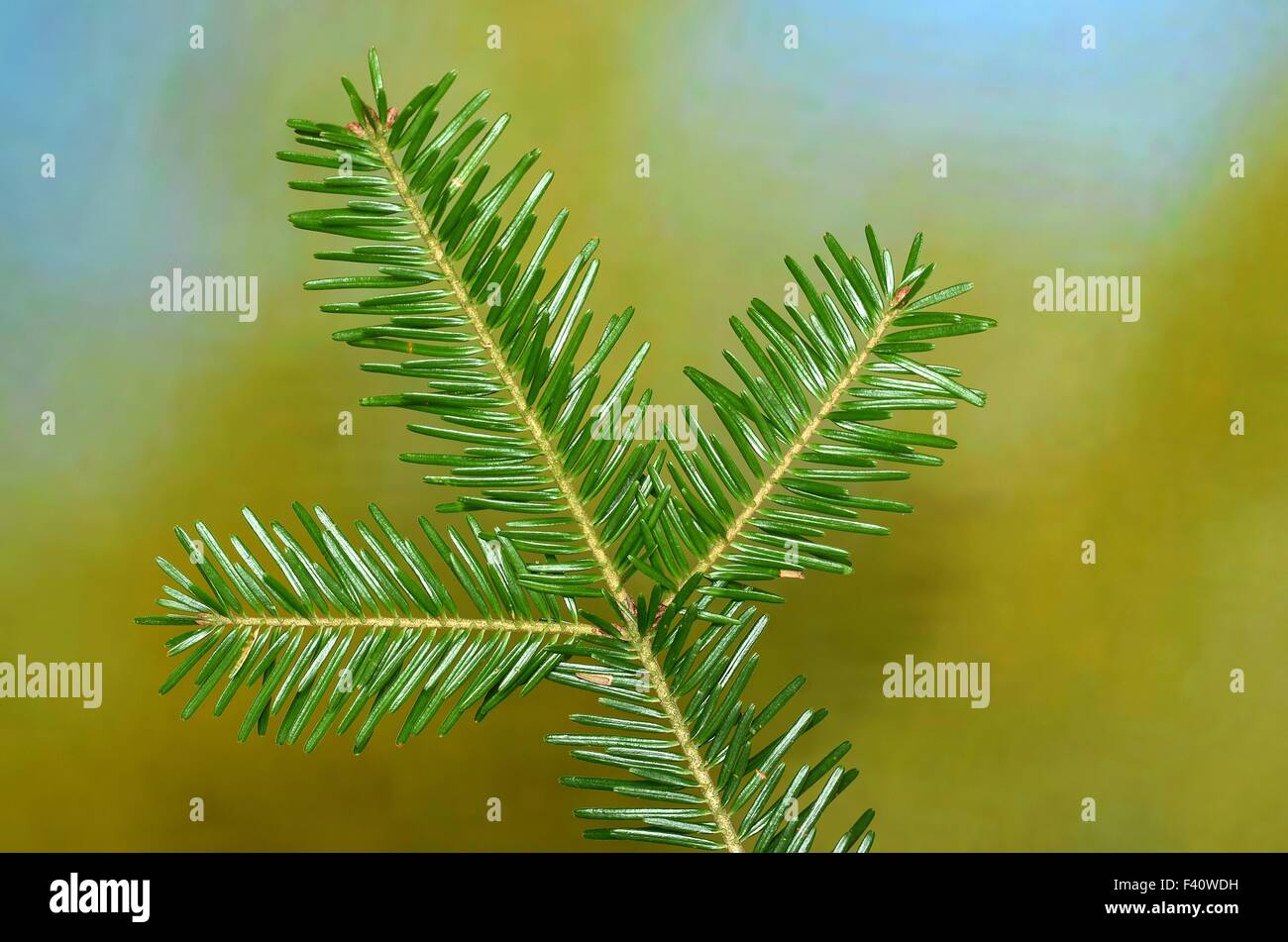 White fir forestry hi-res stock photography and images - Alamy