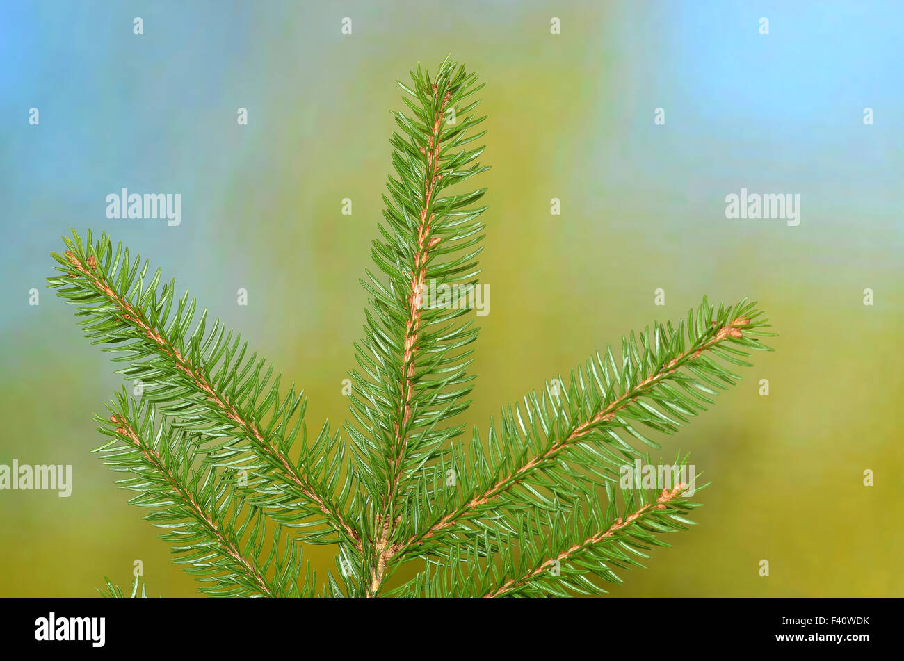 Spruce branch close up trees hi-res stock photography and images - Alamy