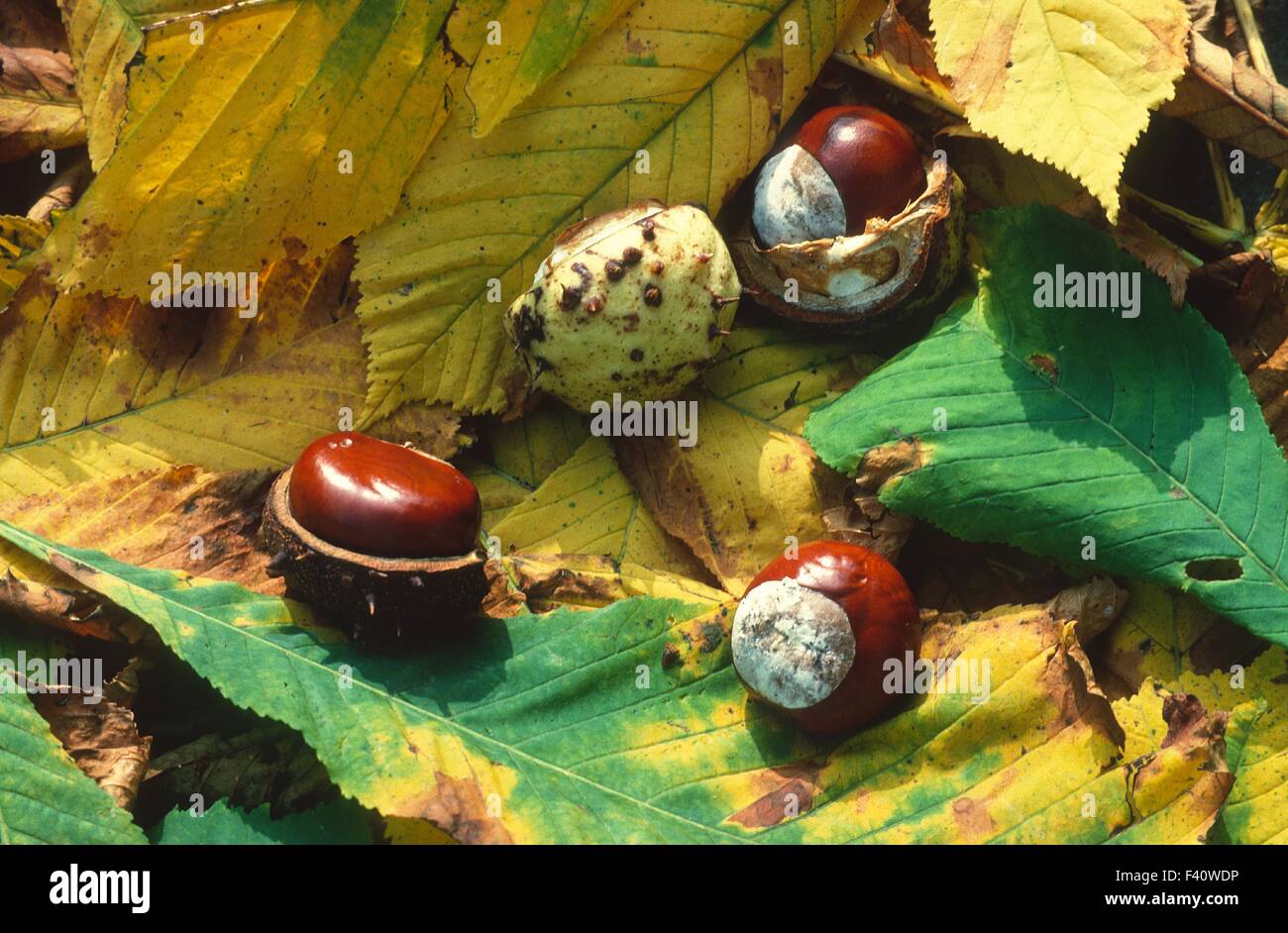 chestnut; autumn; chestnut leaves Stock Photo - Alamy