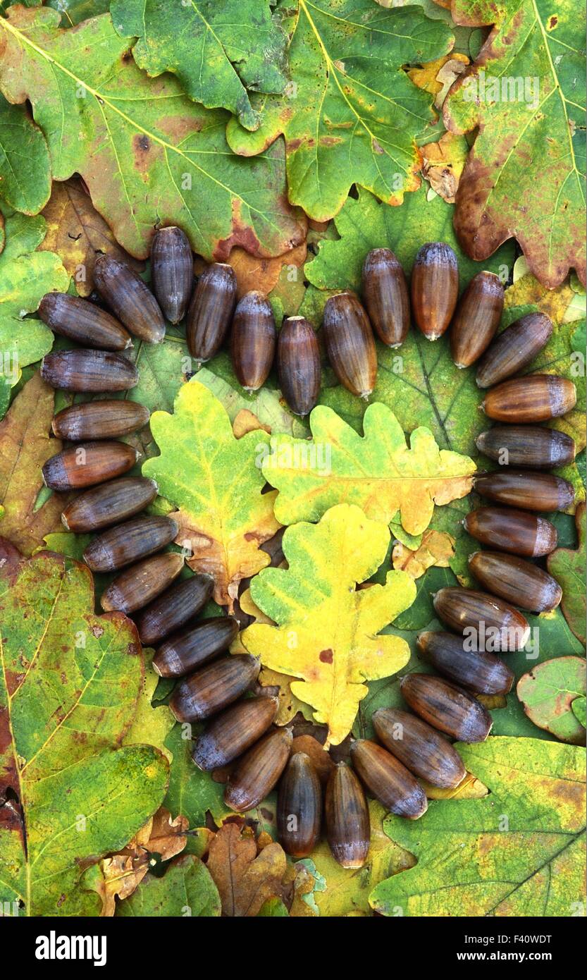 acorn, autumn, leaf, colorful Stock Photo - Alamy
