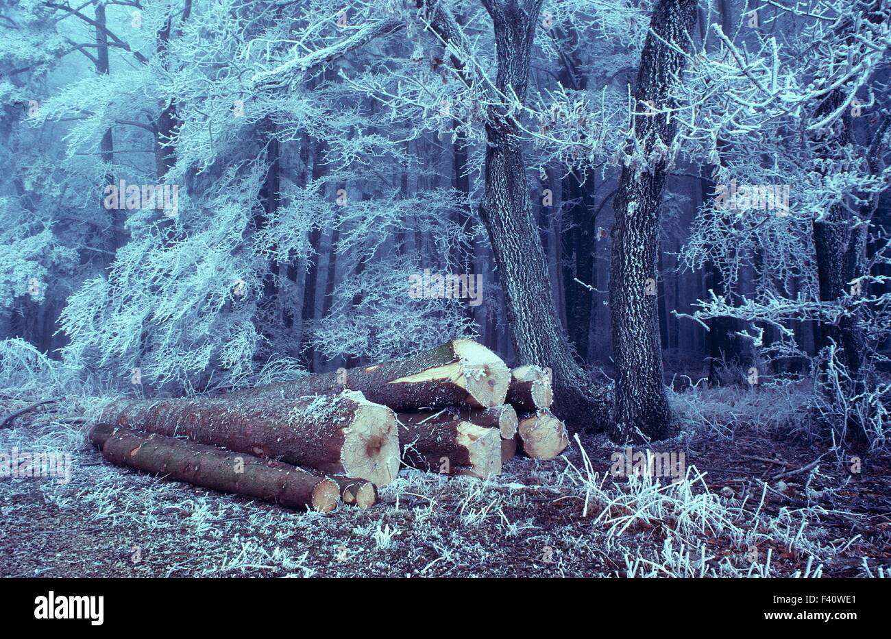 winter forest, rime on trees Stock Photo - Alamy