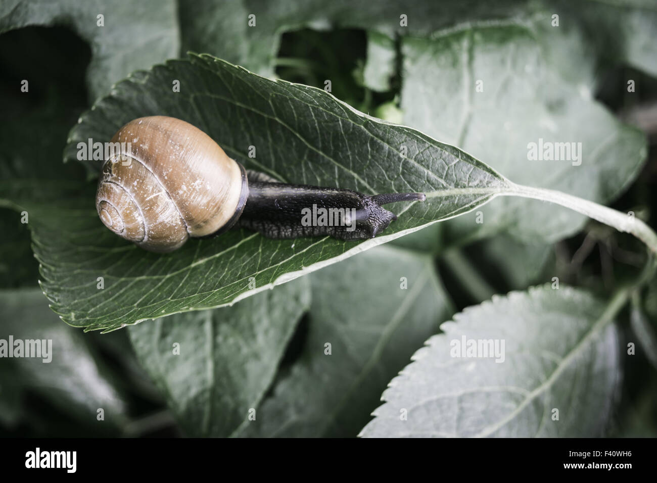 Snail in the nature Stock Photo - Alamy