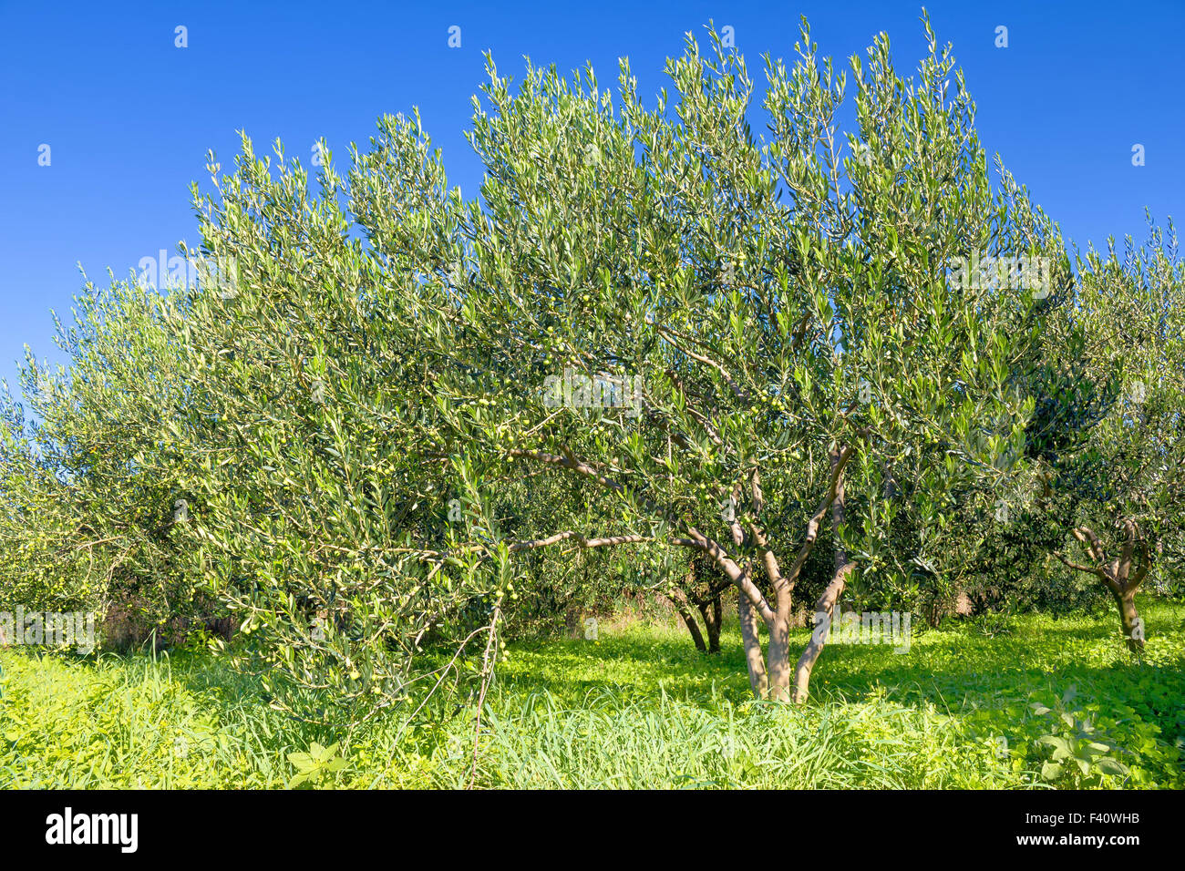 Olive tree farm greece hi-res stock photography and images - Alamy