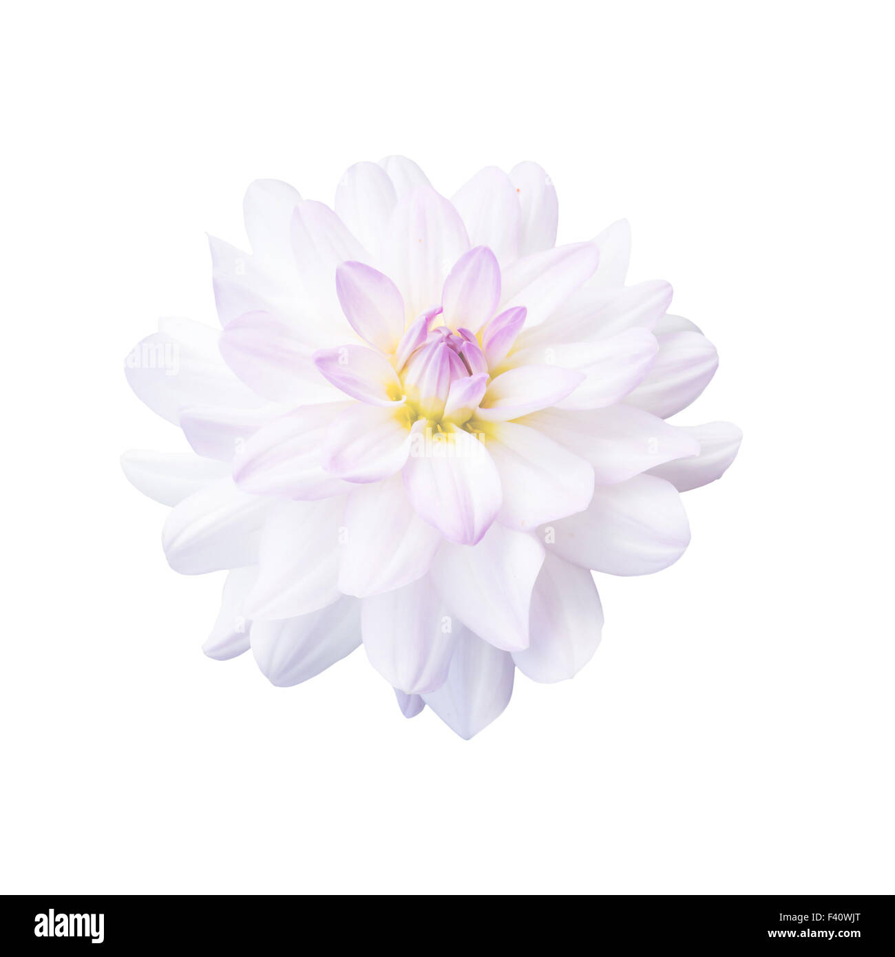 Dahlia garden in autumn Cut Out Stock Images & Pictures - Alamy