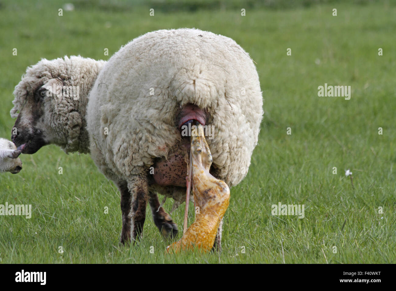 birth of a lamb Stock Photo - Alamy