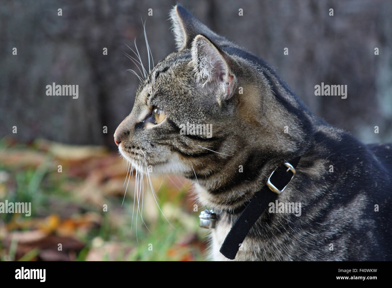 Bell small hi-res stock photography and images - Alamy