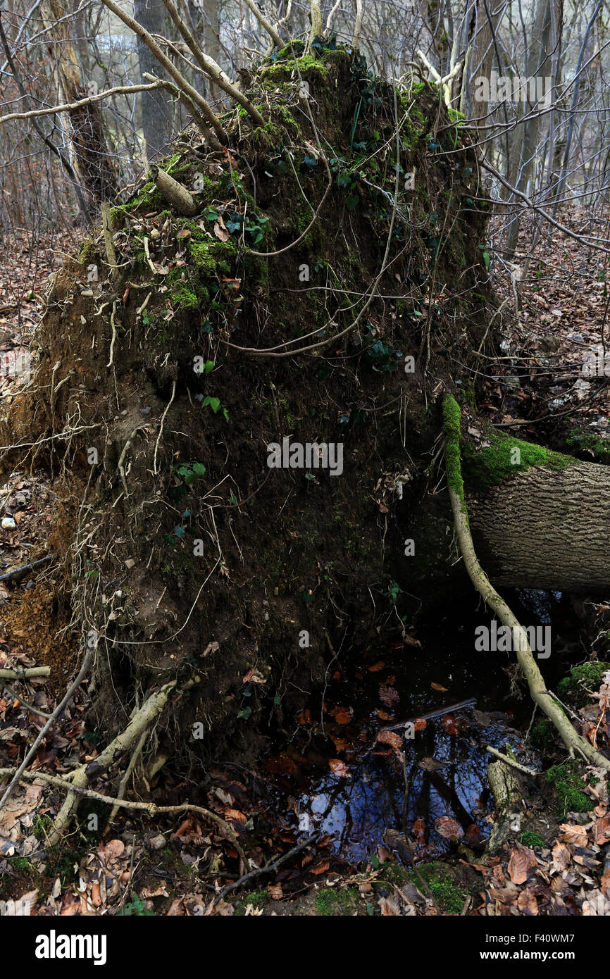 Plate trees hi-res stock photography and images - Alamy