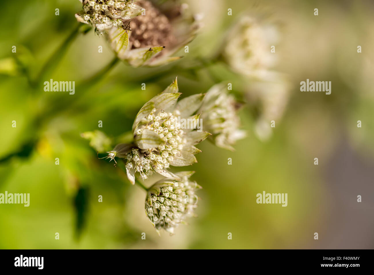 Dof background hi-res stock photography and images - Alamy
