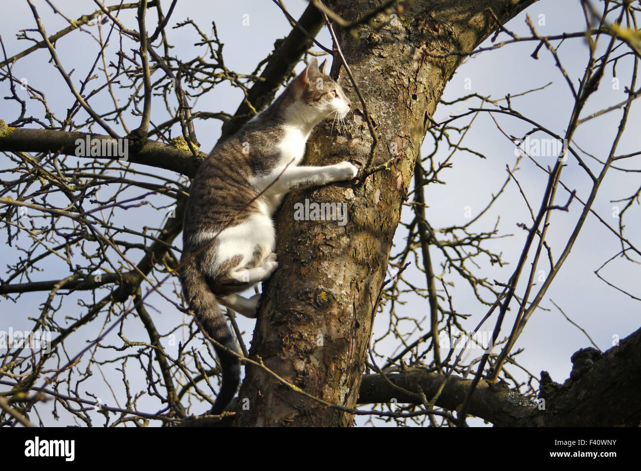 Cat climbing hi-res stock photography and images - Alamy