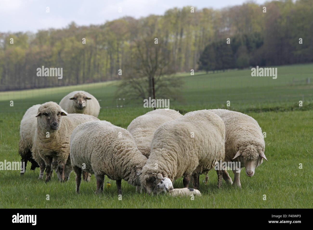 many sheep with a lamb Stock Photo - Alamy