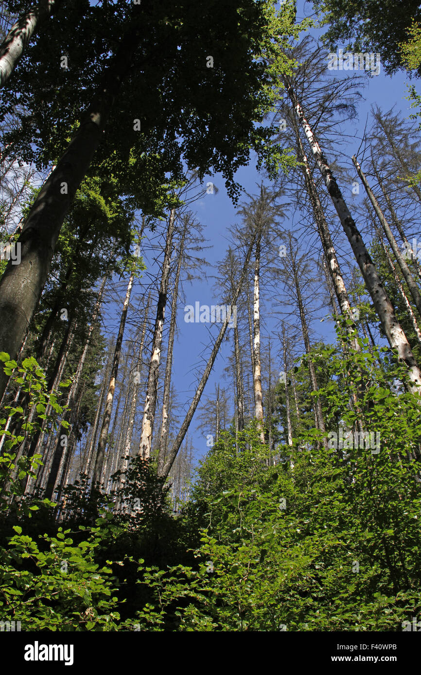 Decline tree hi-res stock photography and images - Alamy