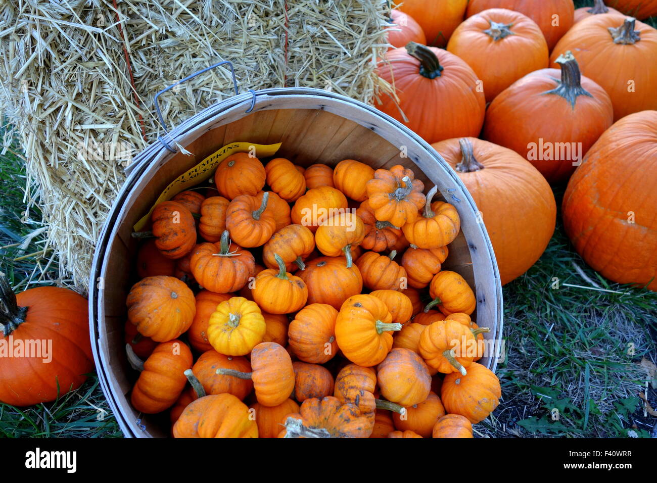 Pumpkin Displays High Resolution Stock Photography and Images - Alamy