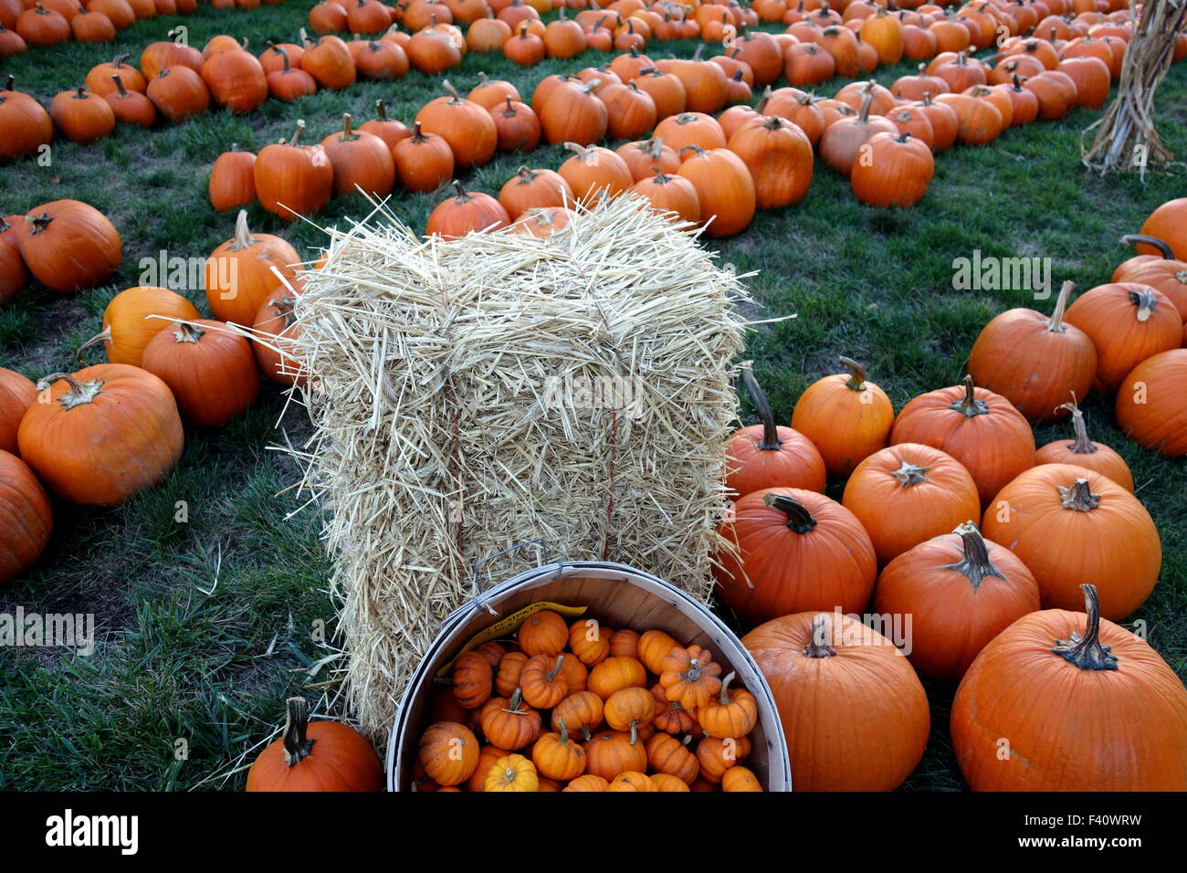 Pumpkin displays hi-res stock photography and images - Alamy