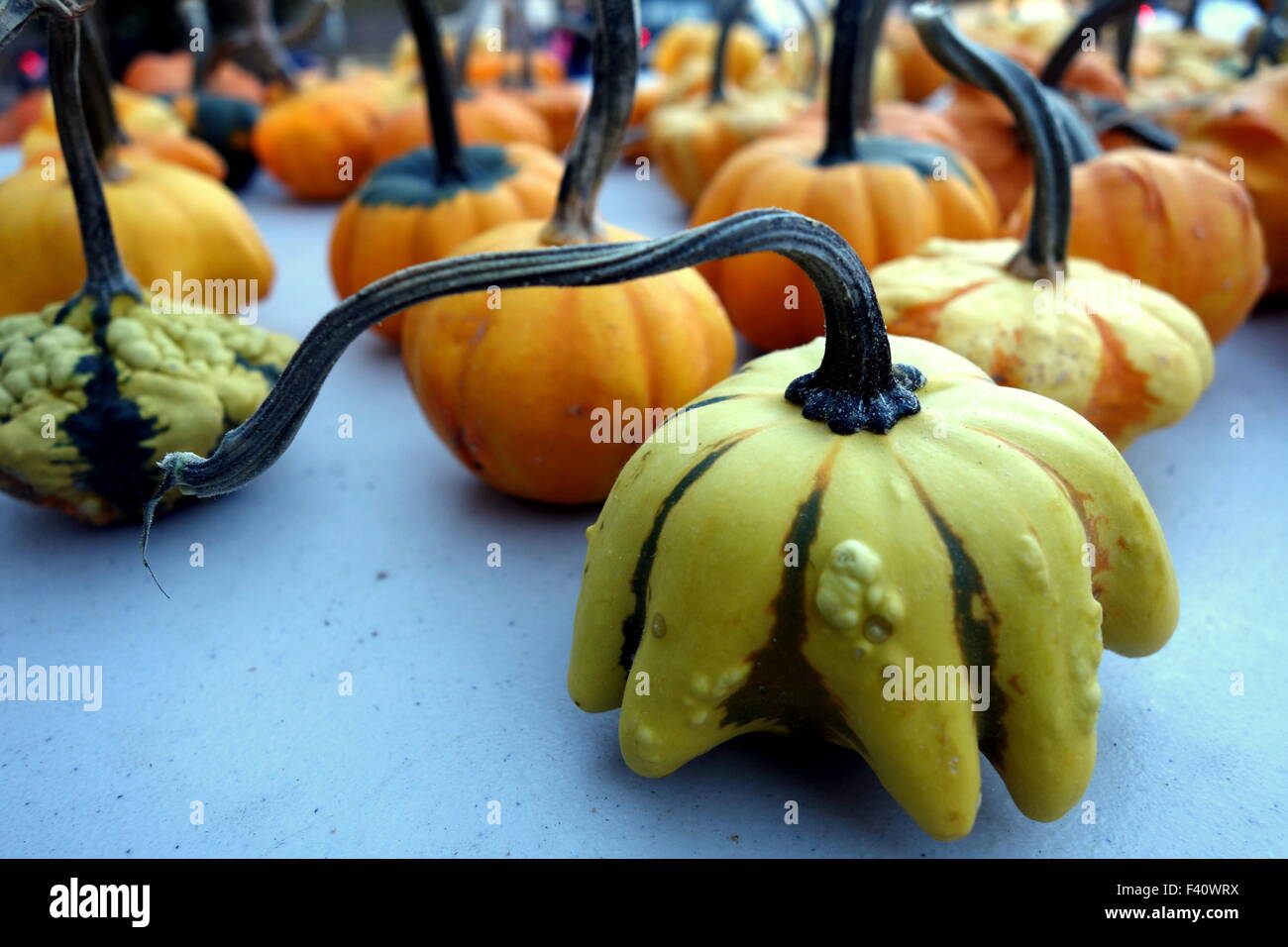 Autumn gourd display Stock Photo - Alamy