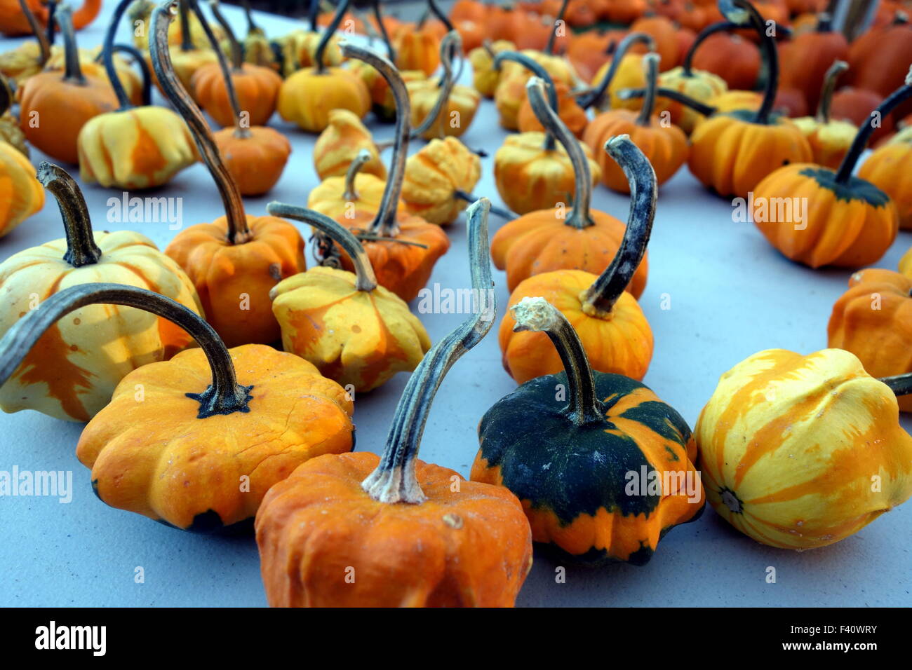 Autumn gourd display Stock Photo - Alamy