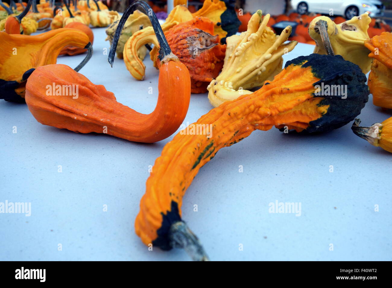 Autumn gourd display Stock Photo - Alamy