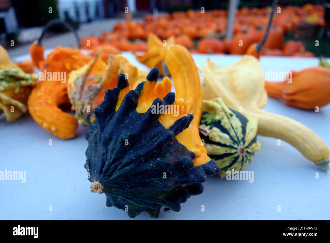 Autumn gourd display Stock Photo - Alamy