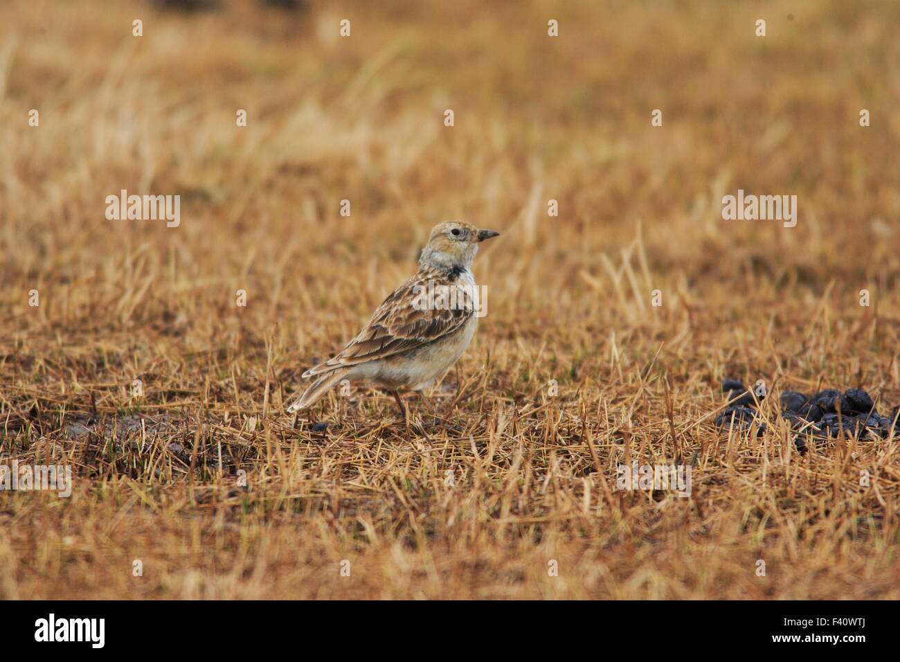 Tibetan Lark (Melanocorypha maxima) in Qinghai,China Stock Photo - Alamy