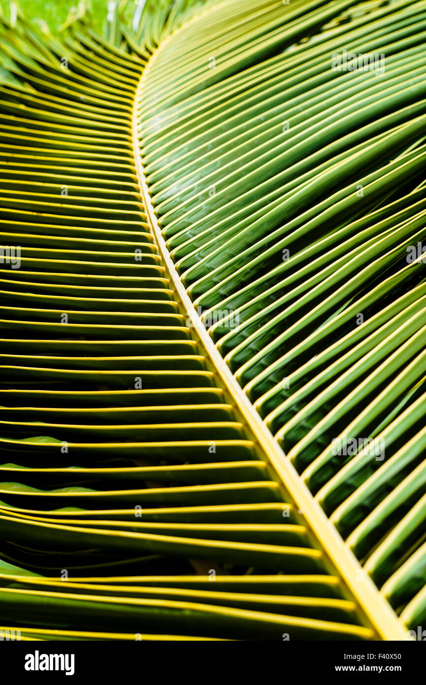 Palm frond hanging hi-res stock photography and images - Alamy