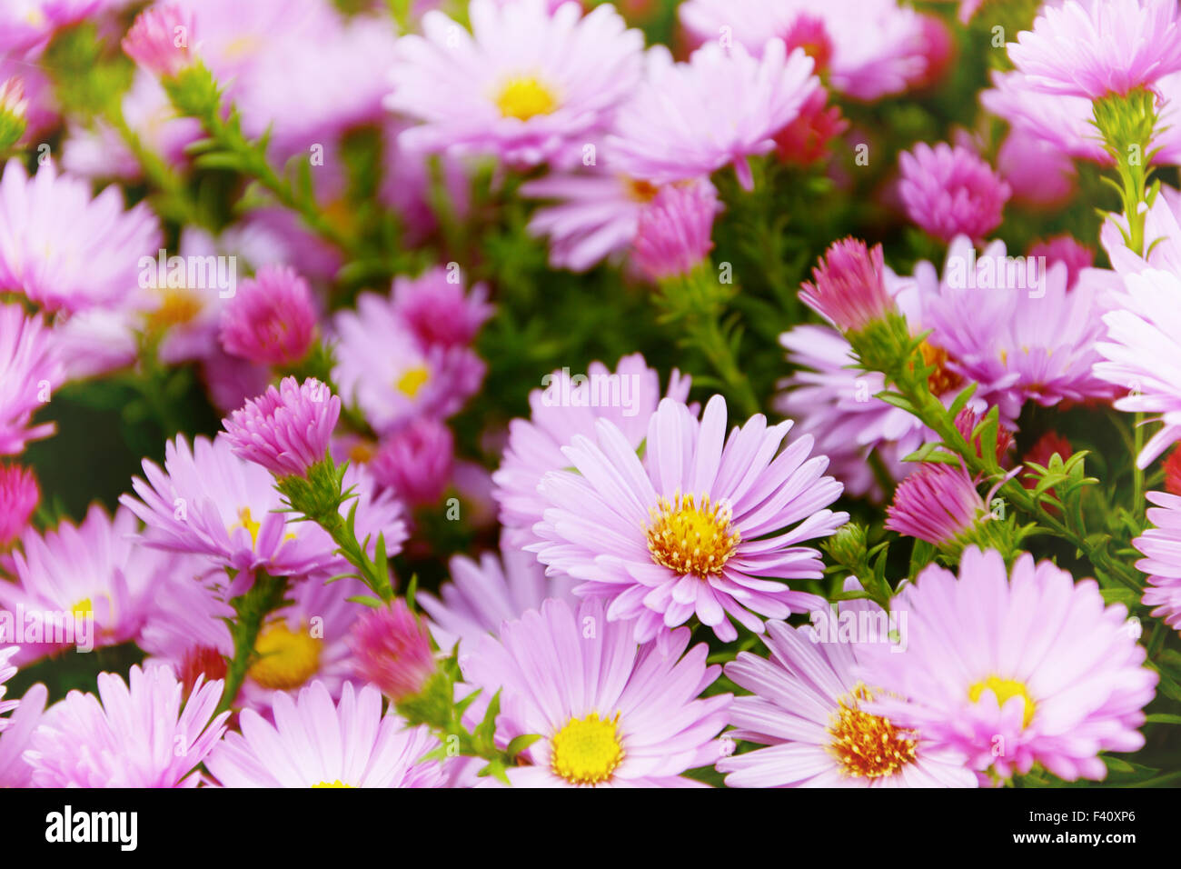 Small garden Astra flowers Stock Photo - Alamy