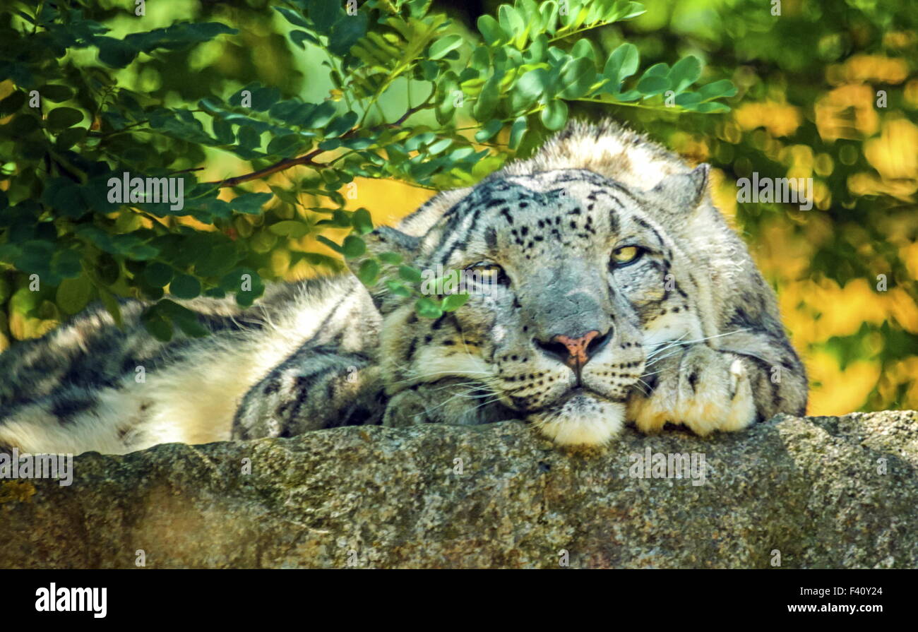 Snow leopard's resting Stock Photo - Alamy