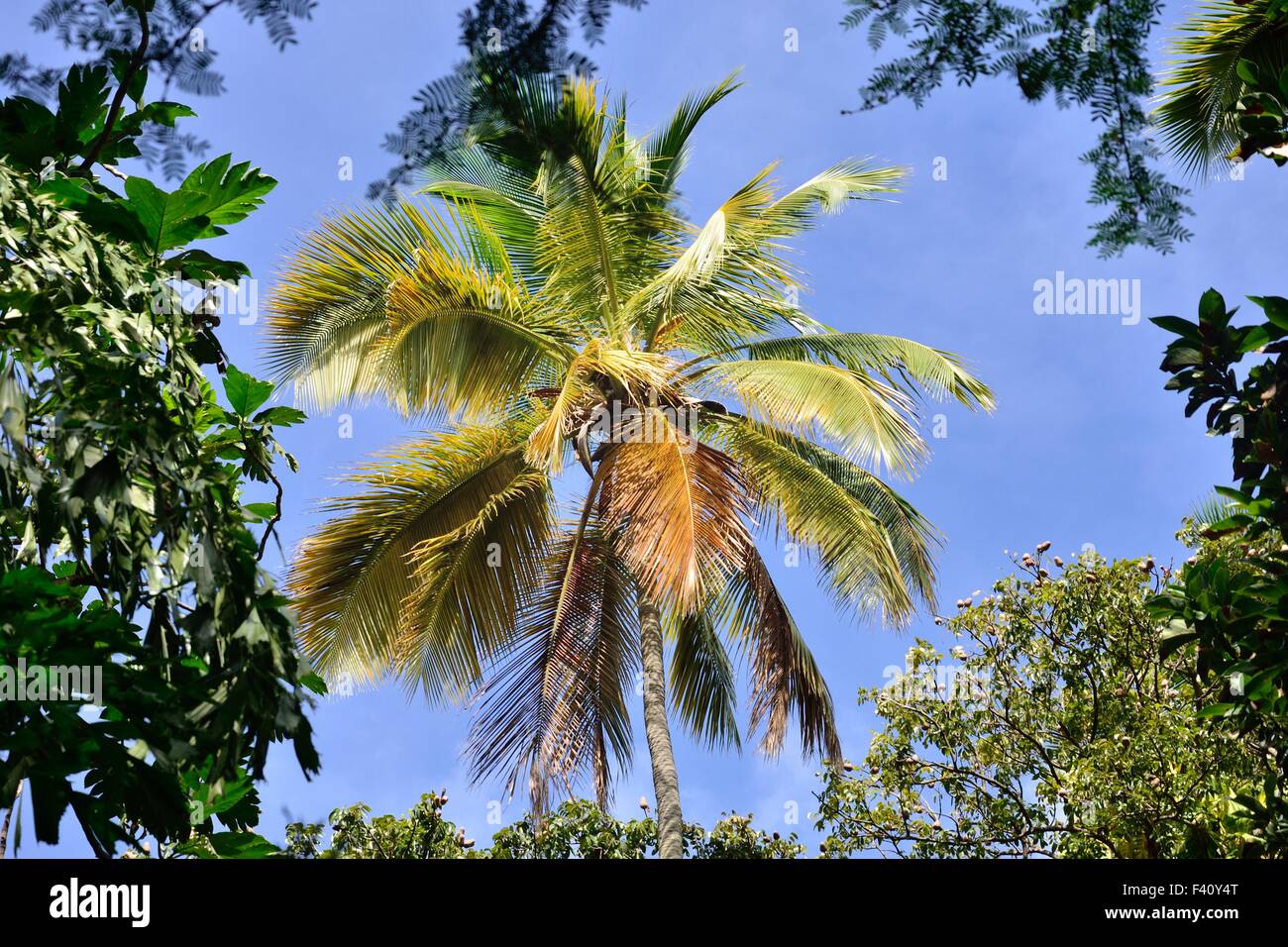 Tropical Rainforest Coconut Tree
