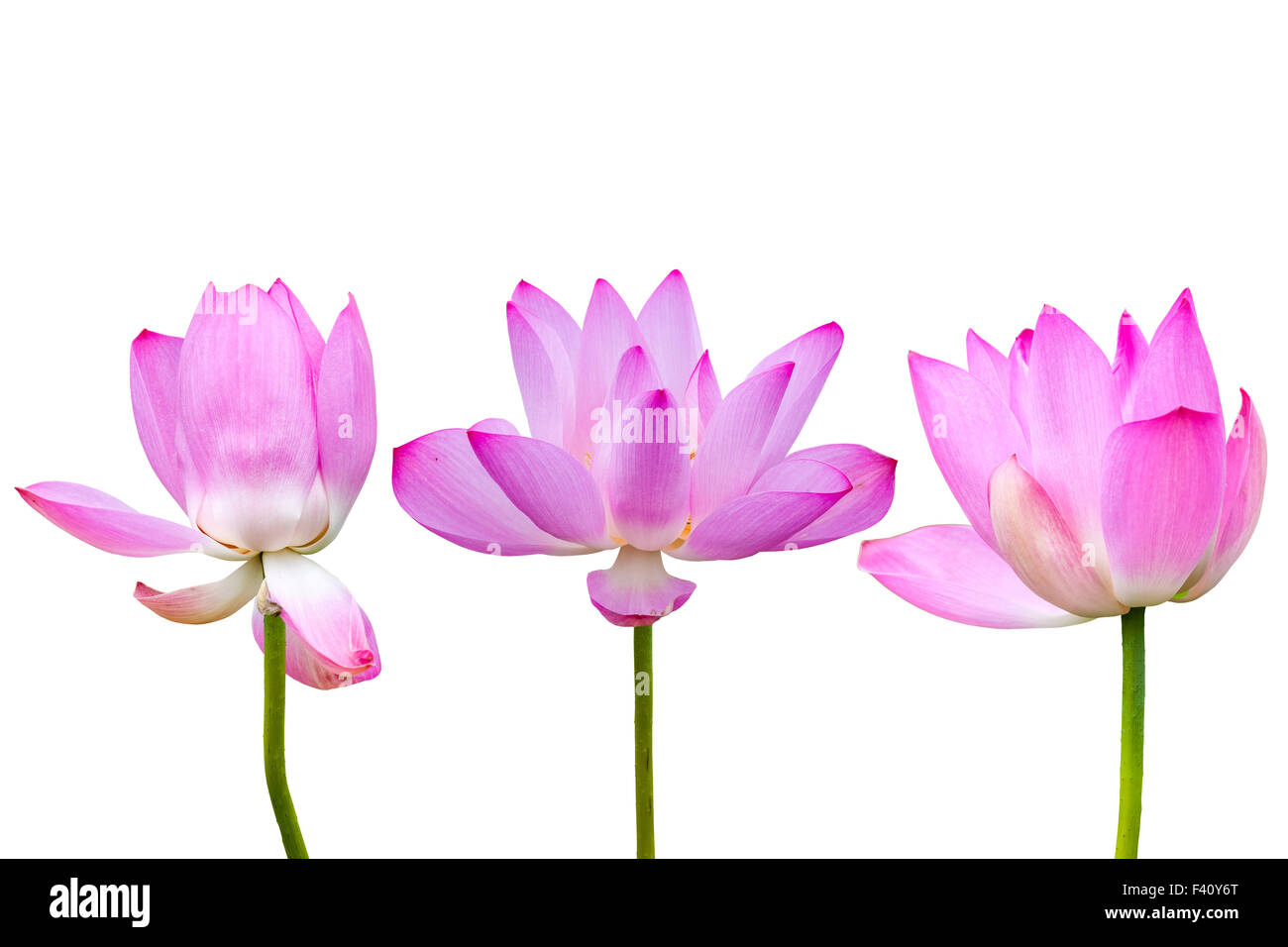 Lotus lotus lotus lotus hi-res stock photography and images - Alamy