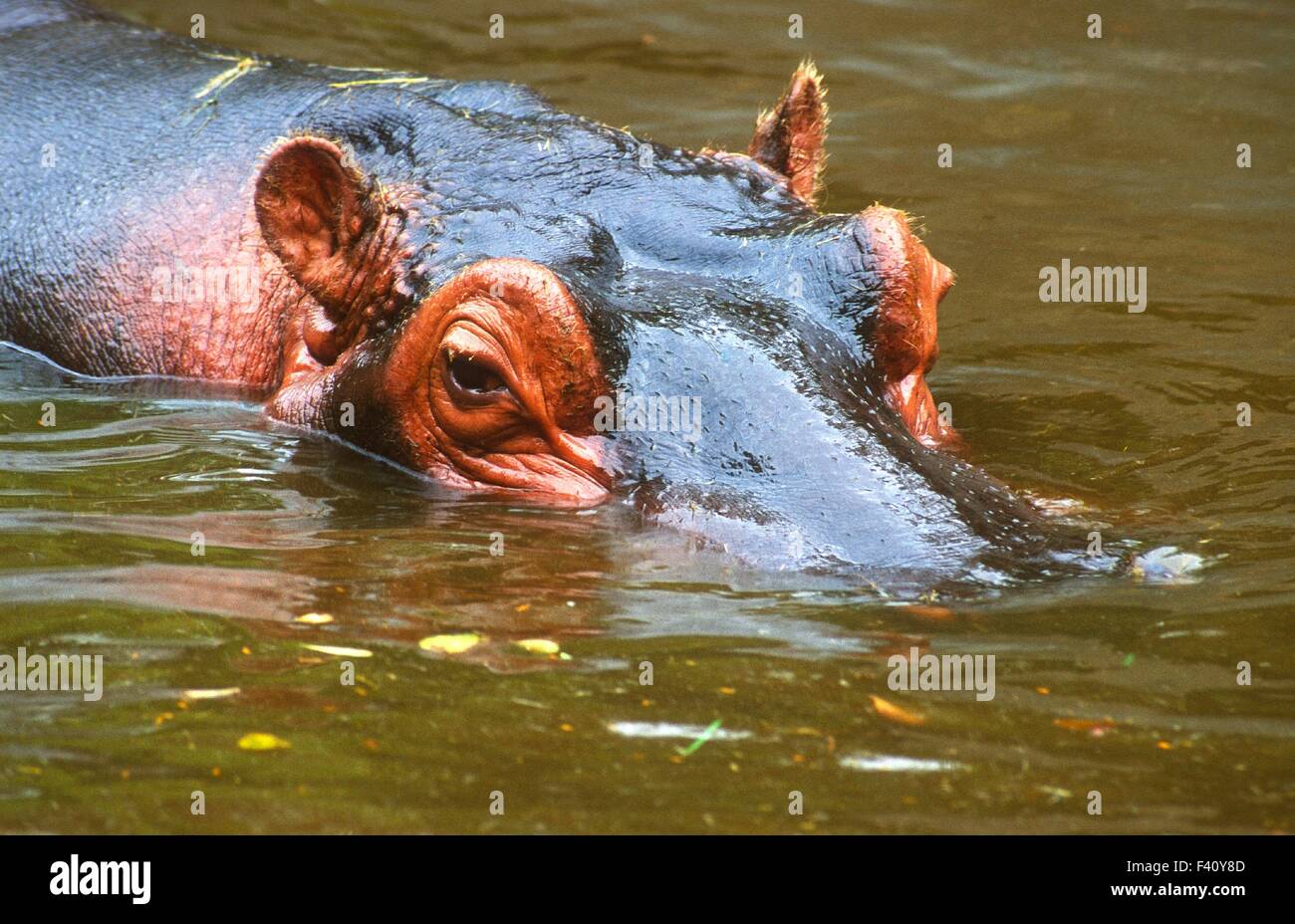 hippo; eye of hippo Stock Photo - Alamy