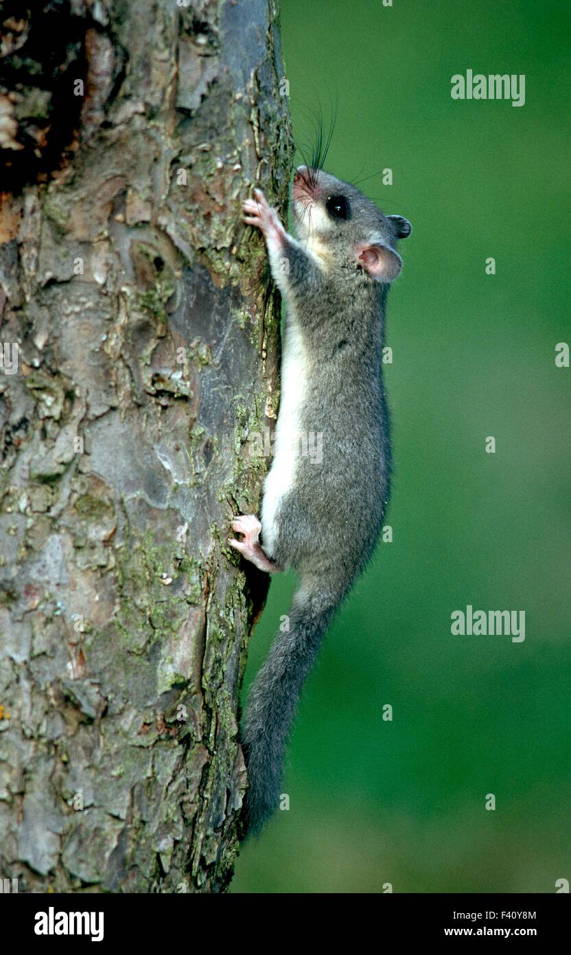 Dormouse hi-res stock photography and images - Alamy