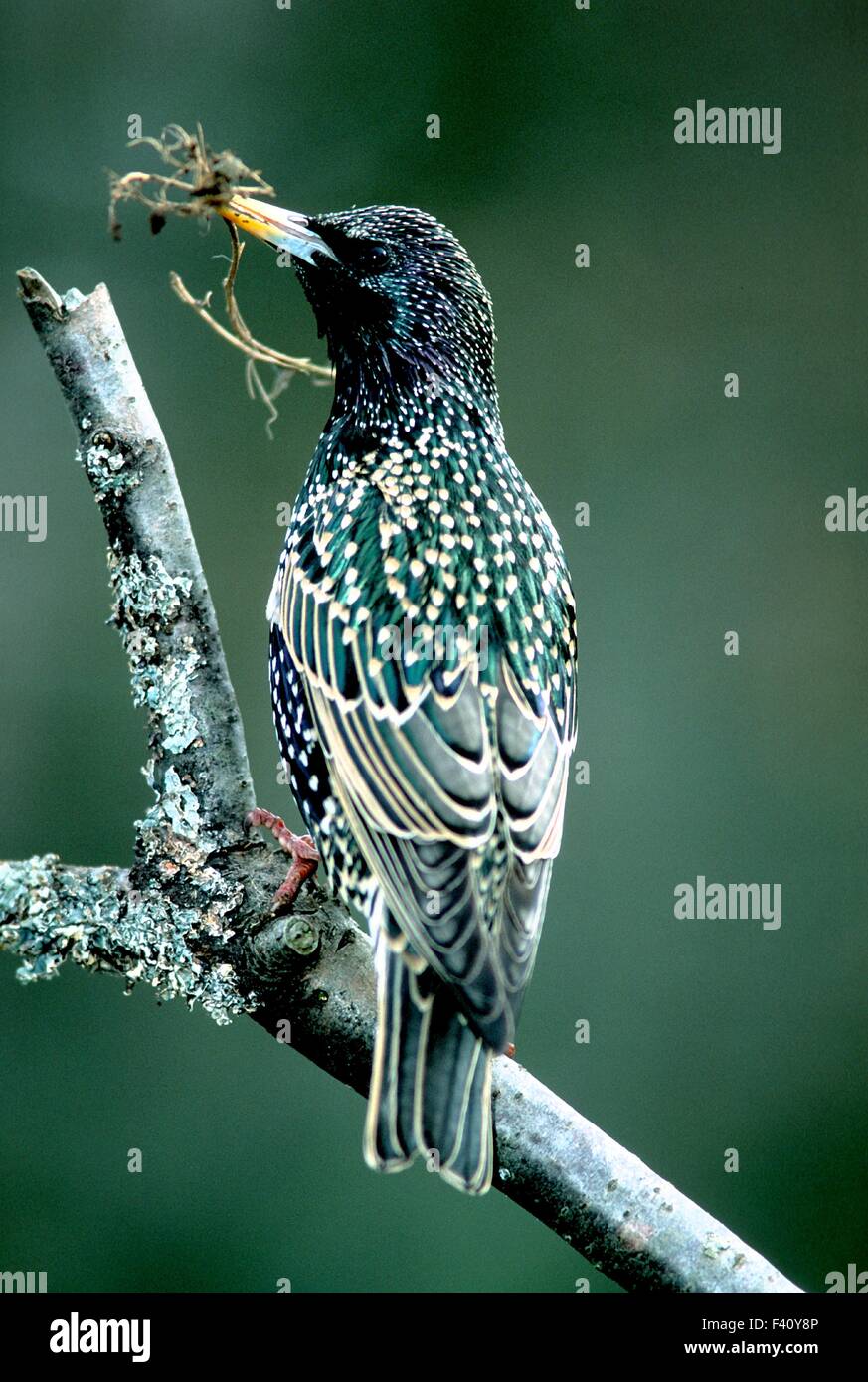 Tiere voegel hi-res stock photography and images - Alamy