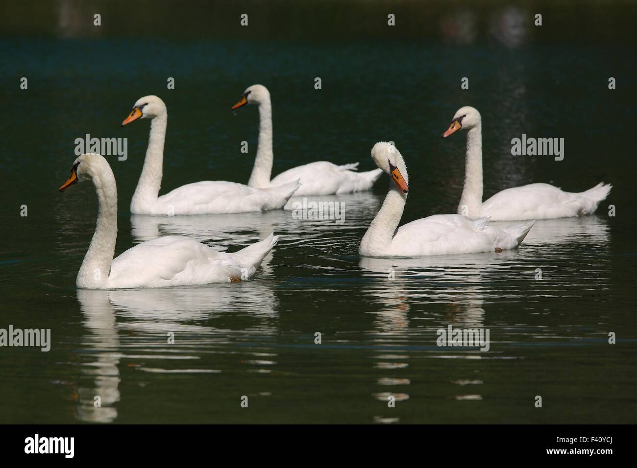 Swans on a lake Stock Photo - Alamy