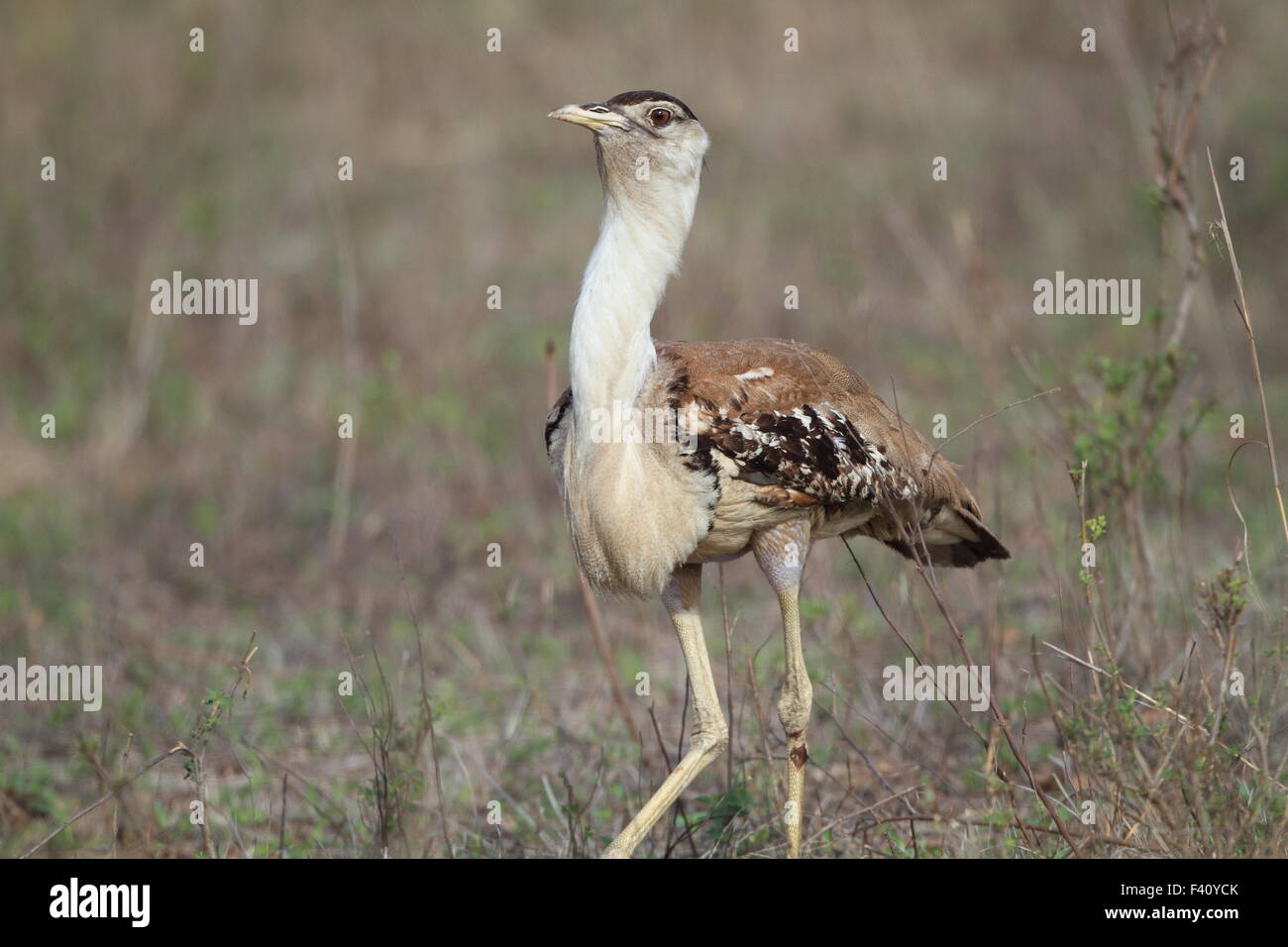 Australian bustard hi-res stock photography and images - Alamy