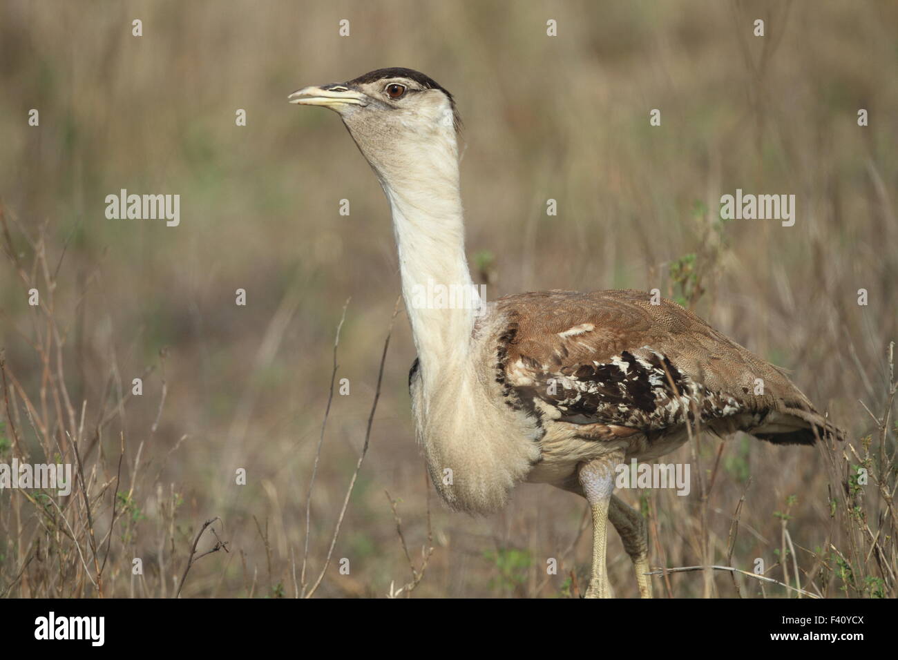 Australian bustard hi-res stock photography and images - Alamy