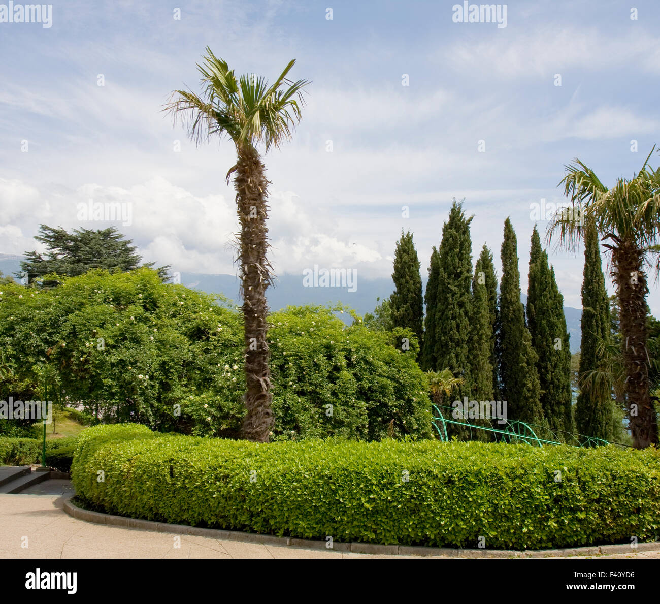 Tropical landscape with trees palm, cypress, etc., recorded in park ...