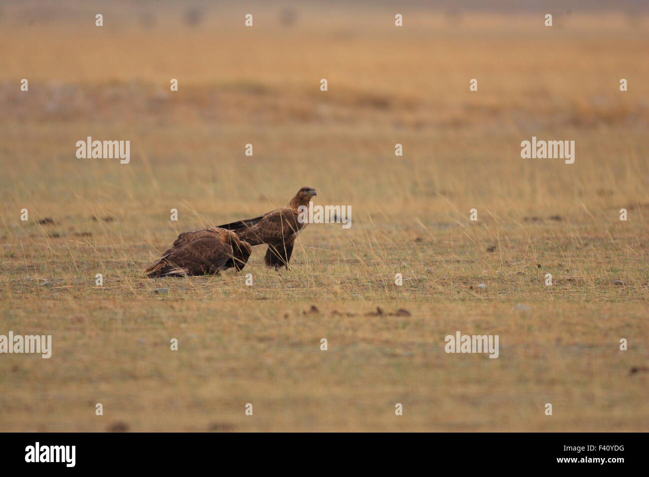 Upland Buzzard (Buteo hemilasius) in Qinghai, China Stock Photo - Alamy