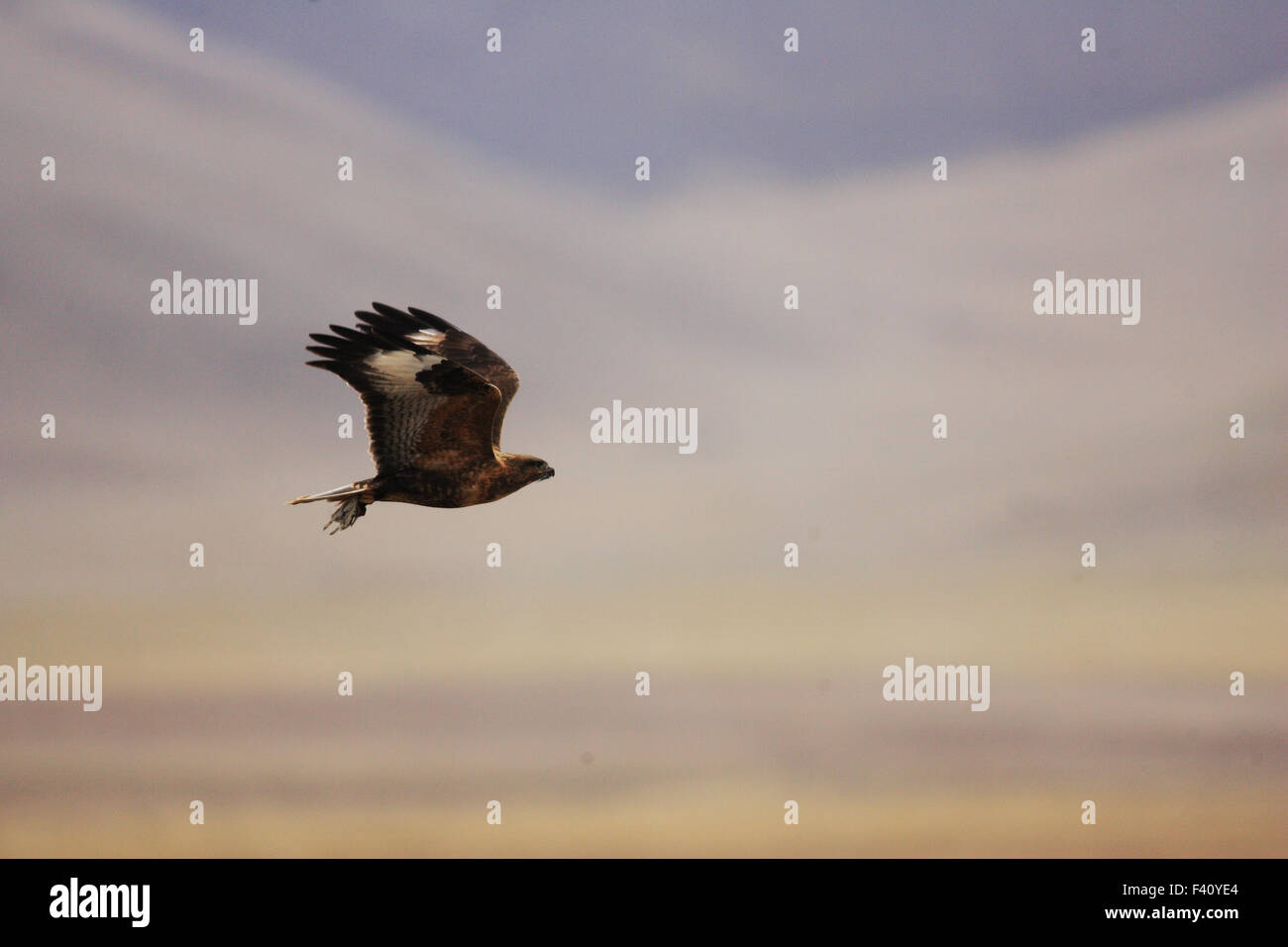 Upland Buzzard (Buteo hemilasius) in Qinghai, China Stock Photo - Alamy